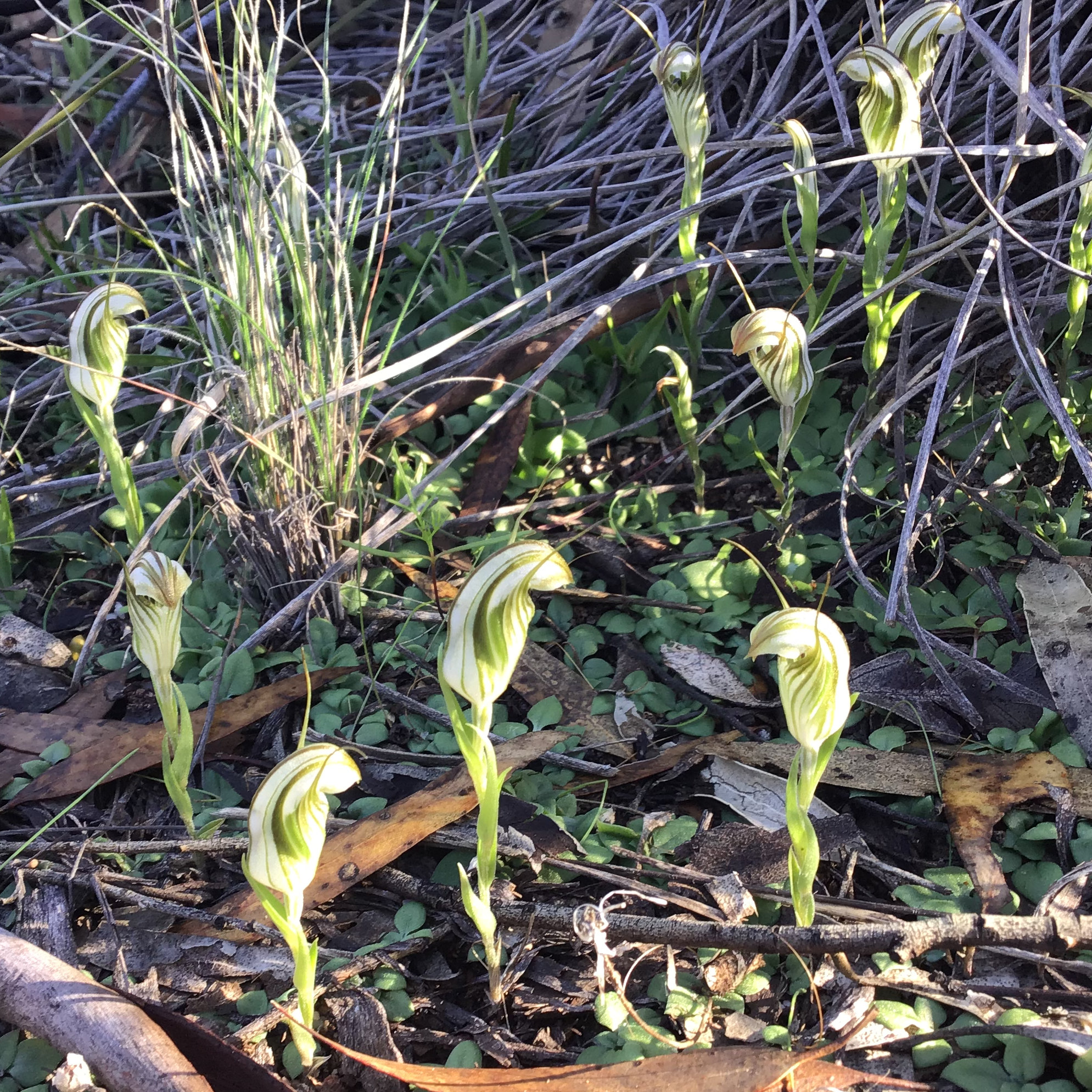 Current Wildflower Season - Central Wheatbelt Visitor Centre