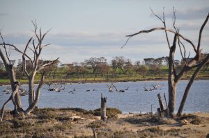 Dowerin | Central Wheatbelt Visitor Centre